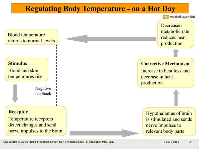 Biology Form 5 Chapter 3 - Coordination & Response Part 5 - Body ...