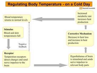 Temperature Regulation Biology