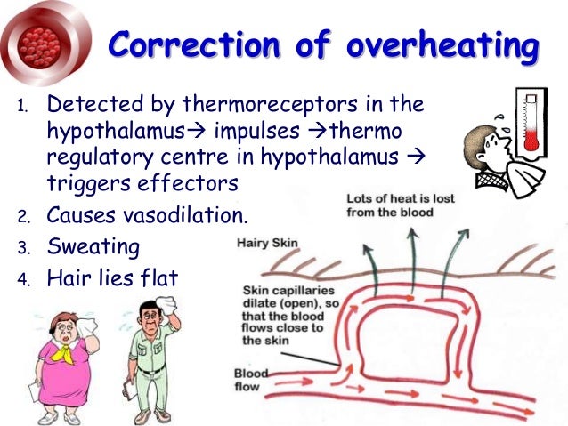 Biology Form 5 Chapter 3 Coordination And Response Part 5 Body Te…