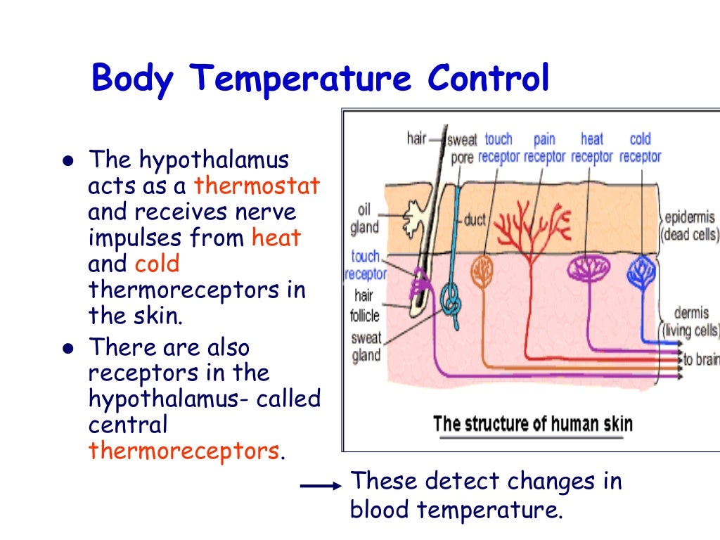 Biology Form 5 Chapter 3 - Coordination & Response Part 5 - Body Te…