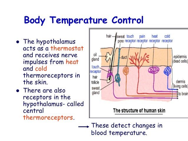 Biology Form 5 Chapter 3 - Coordination & Response Part 5 - Body Te…