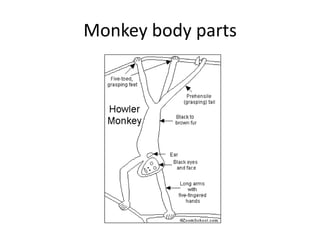 עמית וייסר ג3 | PPT