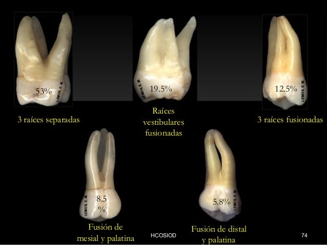 3. anatomia interna practica
