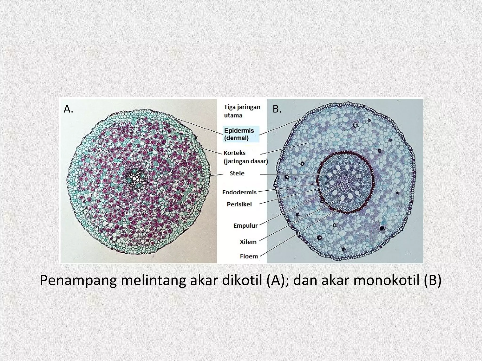 3. pertemuan-3-struktur-dan-fungsi-jaringan-tumbuhan | PPT