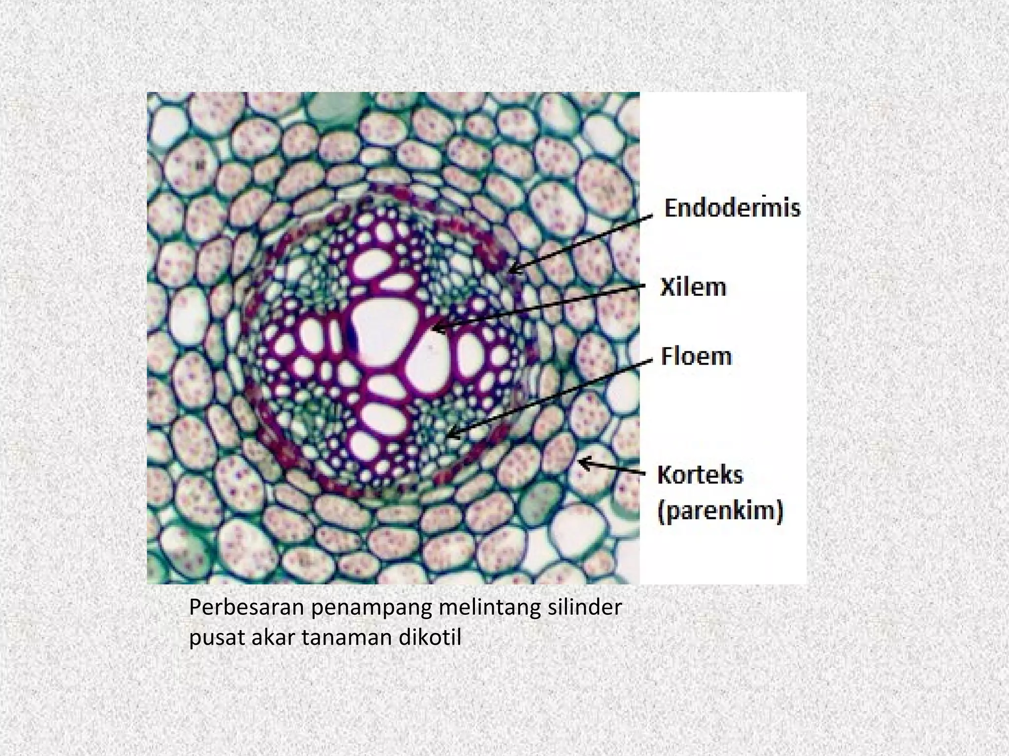 3. pertemuan-3-struktur-dan-fungsi-jaringan-tumbuhan | PPT