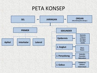 3. pertemuan-3-struktur-dan-fungsi-jaringan-tumbuhan | PPT