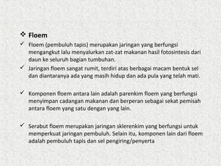 3. pertemuan-3-struktur-dan-fungsi-jaringan-tumbuhan | PPT