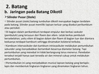 3. pertemuan-3-struktur-dan-fungsi-jaringan-tumbuhan | PPT