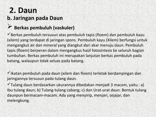 3. pertemuan-3-struktur-dan-fungsi-jaringan-tumbuhan | PPT