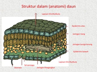 3. pertemuan-3-struktur-dan-fungsi-jaringan-tumbuhan | PPT