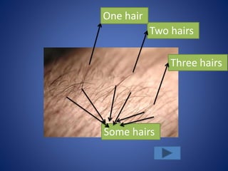 Countable and non Countable nouns | PPT