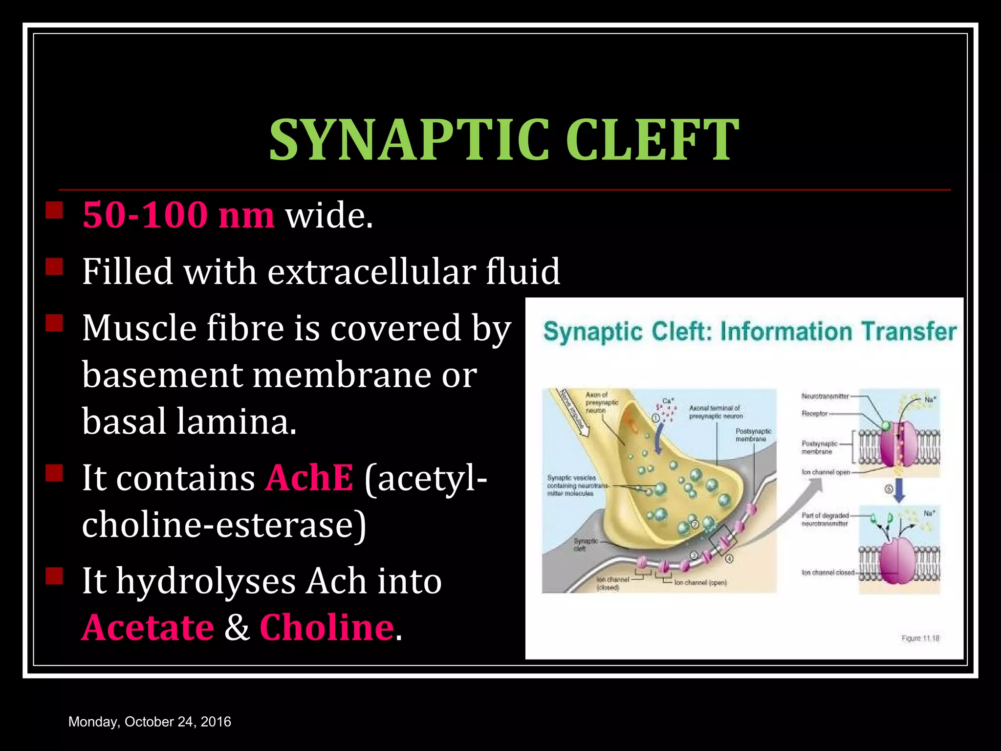 NEUROMUSCULAR JUNCTION | PPT