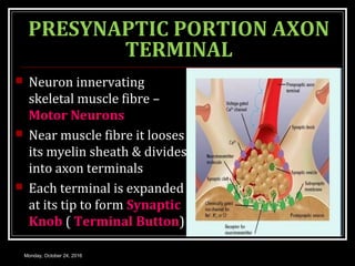 NEUROMUSCULAR JUNCTION | PPT