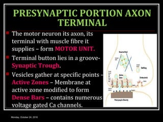 NEUROMUSCULAR JUNCTION | PPT