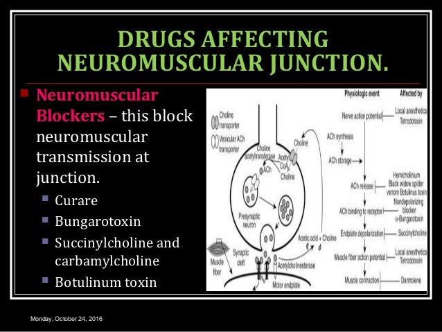 Curare Neuromuscular Junction