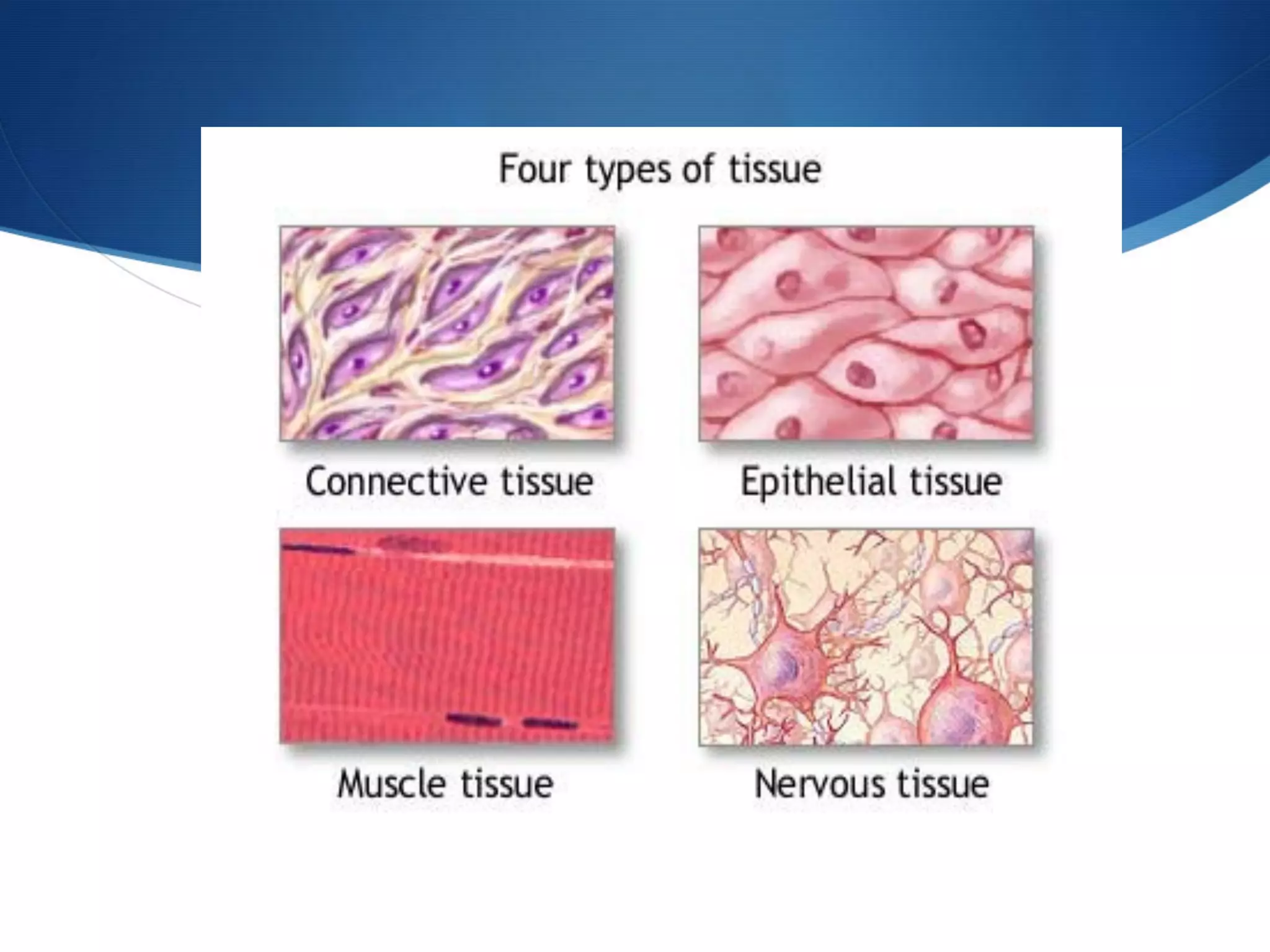 Histology (UST handout) | PPT