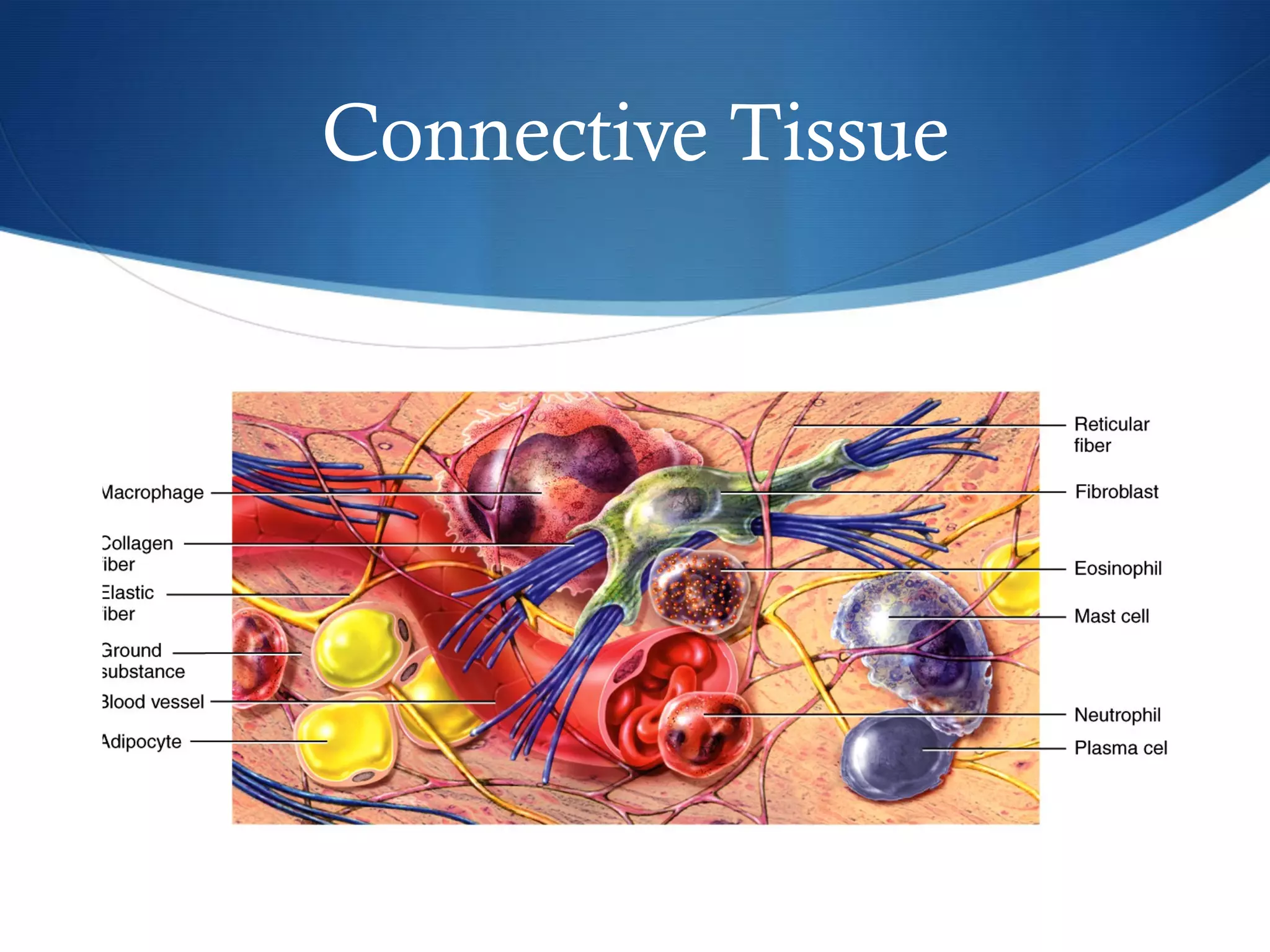 Histology (UST handout) | PPT