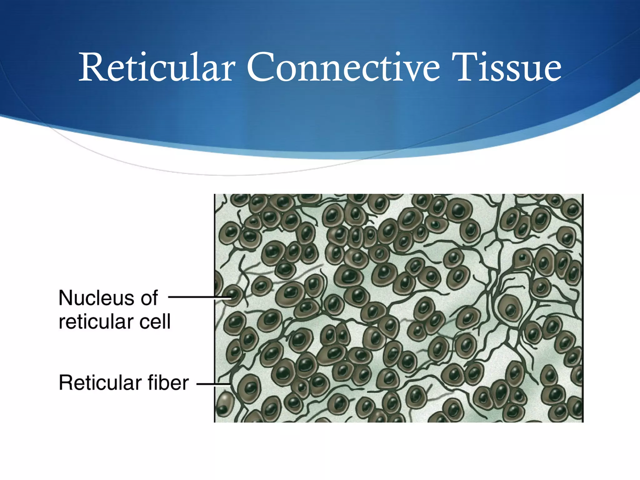 Histology (UST handout) | PPT
