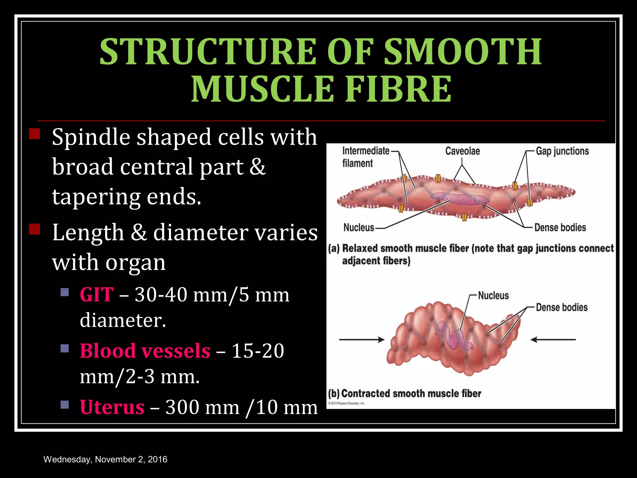 3.9 SMOOTH MUSCLE PHYSIOLOGY | PPT | Brain and Nervous System Disorders ...