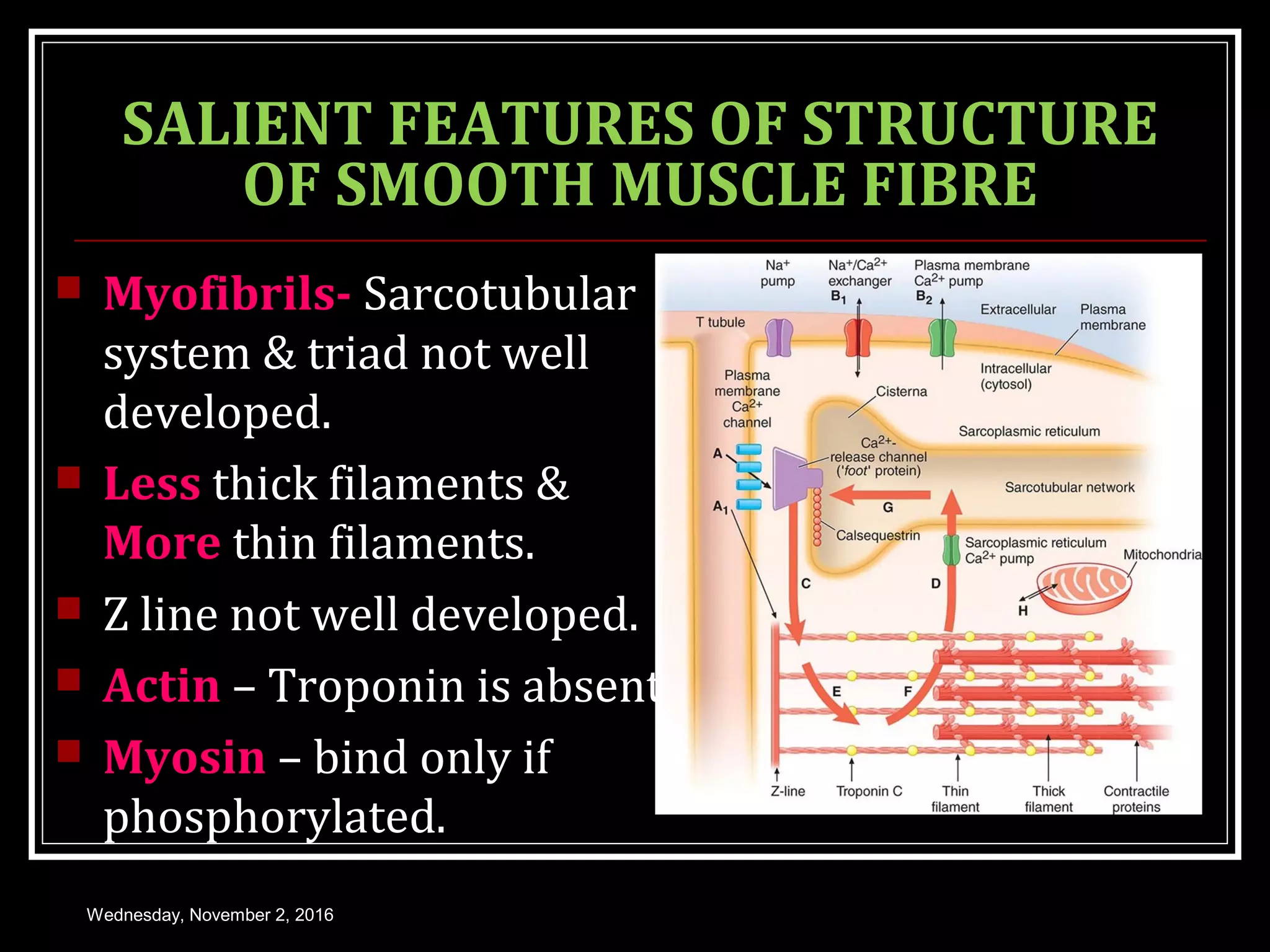 3.9 SMOOTH MUSCLE PHYSIOLOGY | PPT