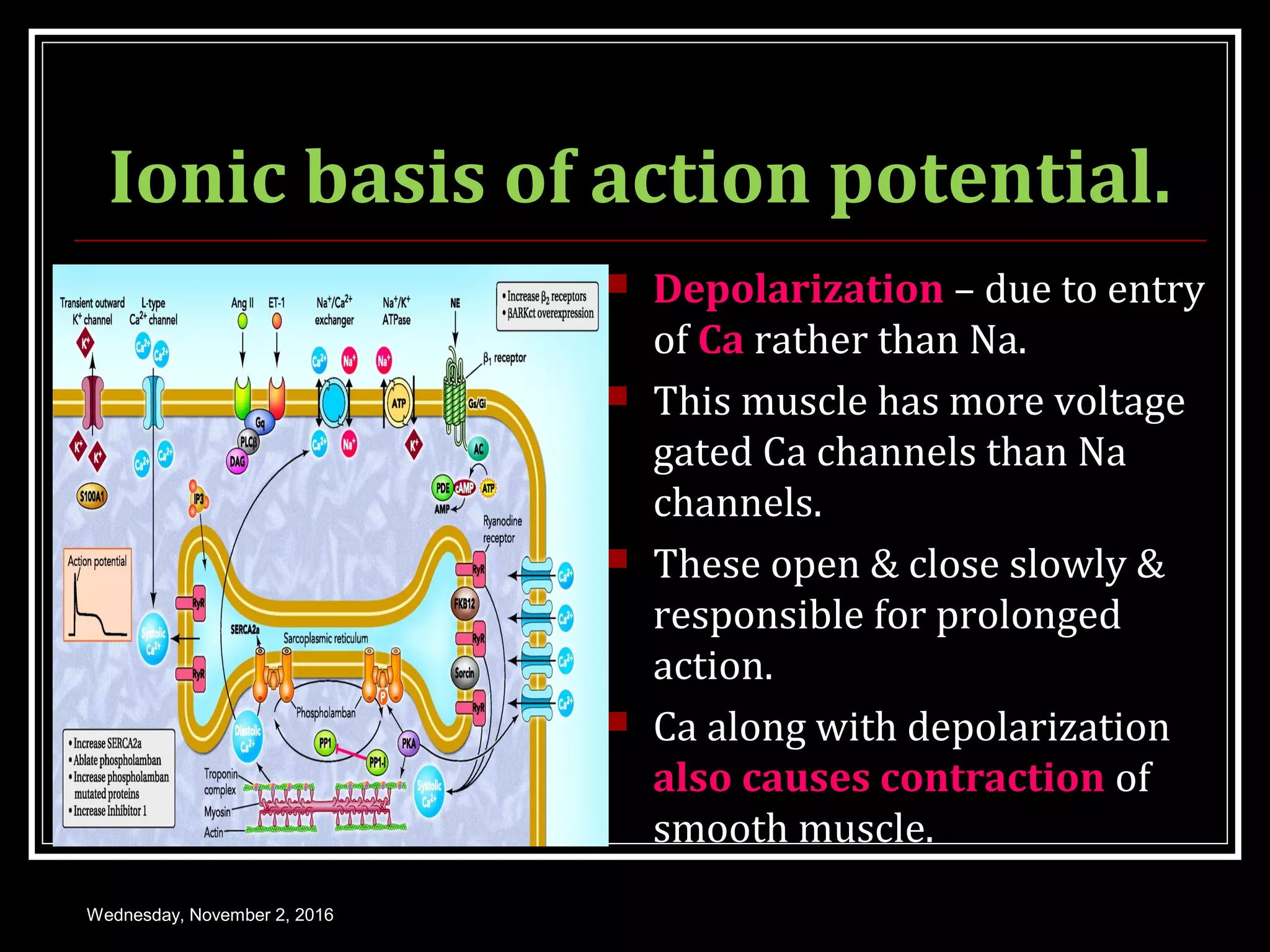 3.9 SMOOTH MUSCLE PHYSIOLOGY | PPT