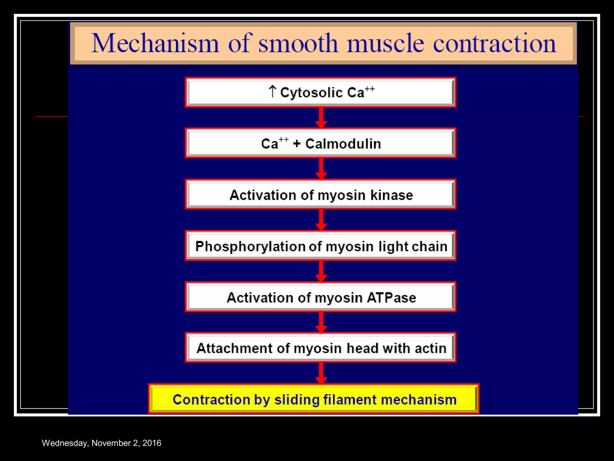 3.9 SMOOTH MUSCLE PHYSIOLOGY | PPT