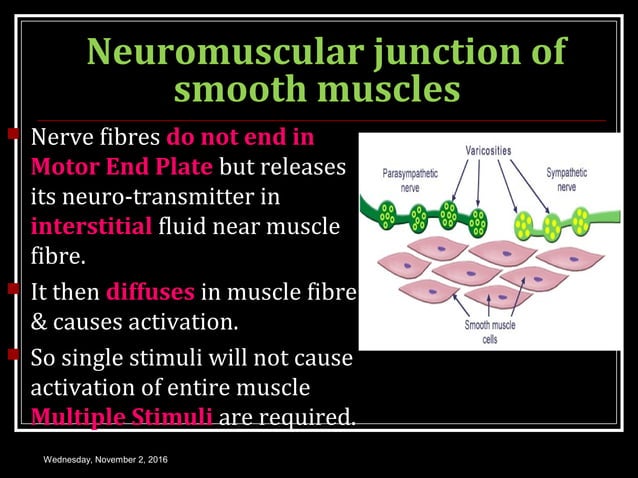 3.9 SMOOTH MUSCLE PHYSIOLOGY | PPT | Brain and Nervous System Disorders ...