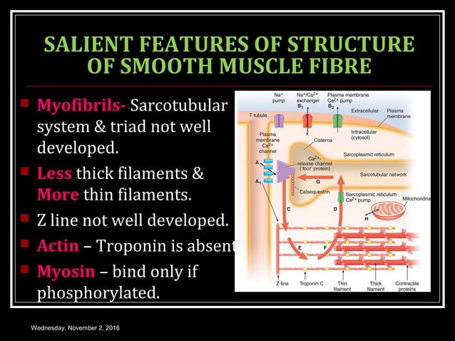 3.9 SMOOTH MUSCLE PHYSIOLOGY | PPT | Brain and Nervous System Disorders ...