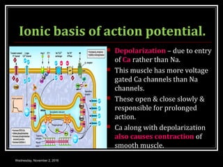 3.9 SMOOTH MUSCLE PHYSIOLOGY | PPT