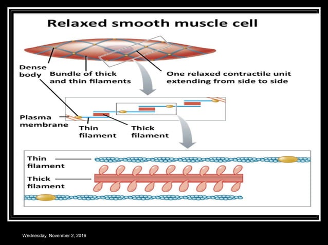3.9 SMOOTH MUSCLE PHYSIOLOGY | PPT | Brain and Nervous System Disorders ...