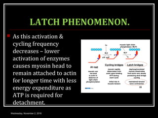 3.9 SMOOTH MUSCLE PHYSIOLOGY | PPT | Brain and Nervous System Disorders ...