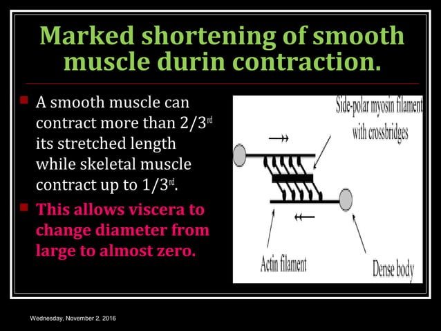 3.9 SMOOTH MUSCLE PHYSIOLOGY | PPT | Brain and Nervous System Disorders ...