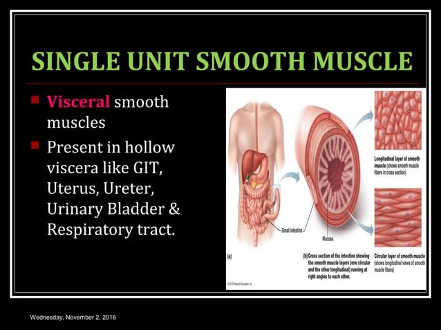 3.9 SMOOTH MUSCLE PHYSIOLOGY | PPT | Brain and Nervous System Disorders ...