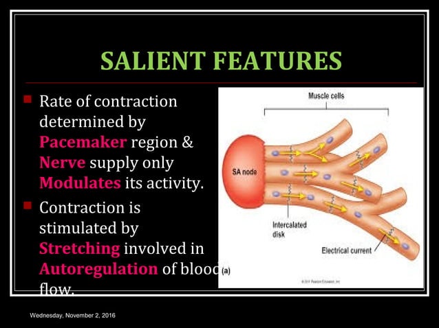 3.9 SMOOTH MUSCLE PHYSIOLOGY | PPT | Brain and Nervous System Disorders ...