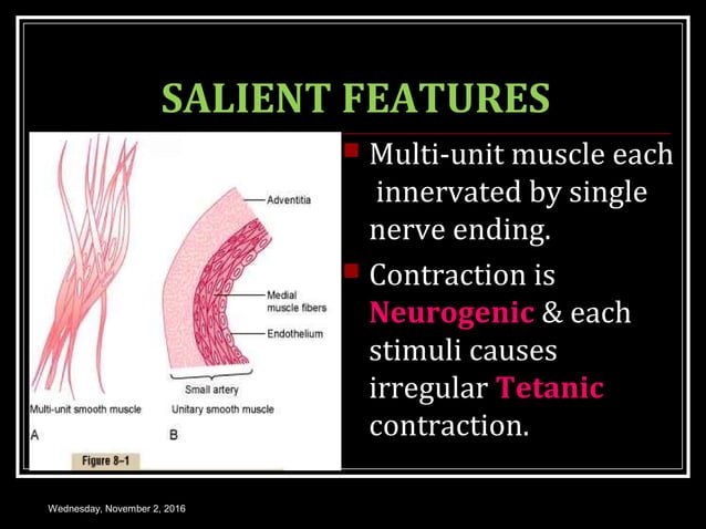3.9 SMOOTH MUSCLE PHYSIOLOGY | PPT | Brain and Nervous System Disorders ...