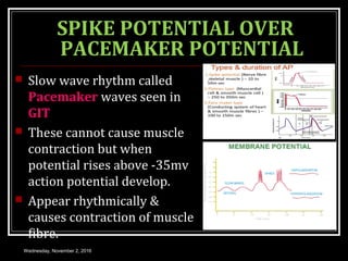Smooth Muscle Contraction Action Potential