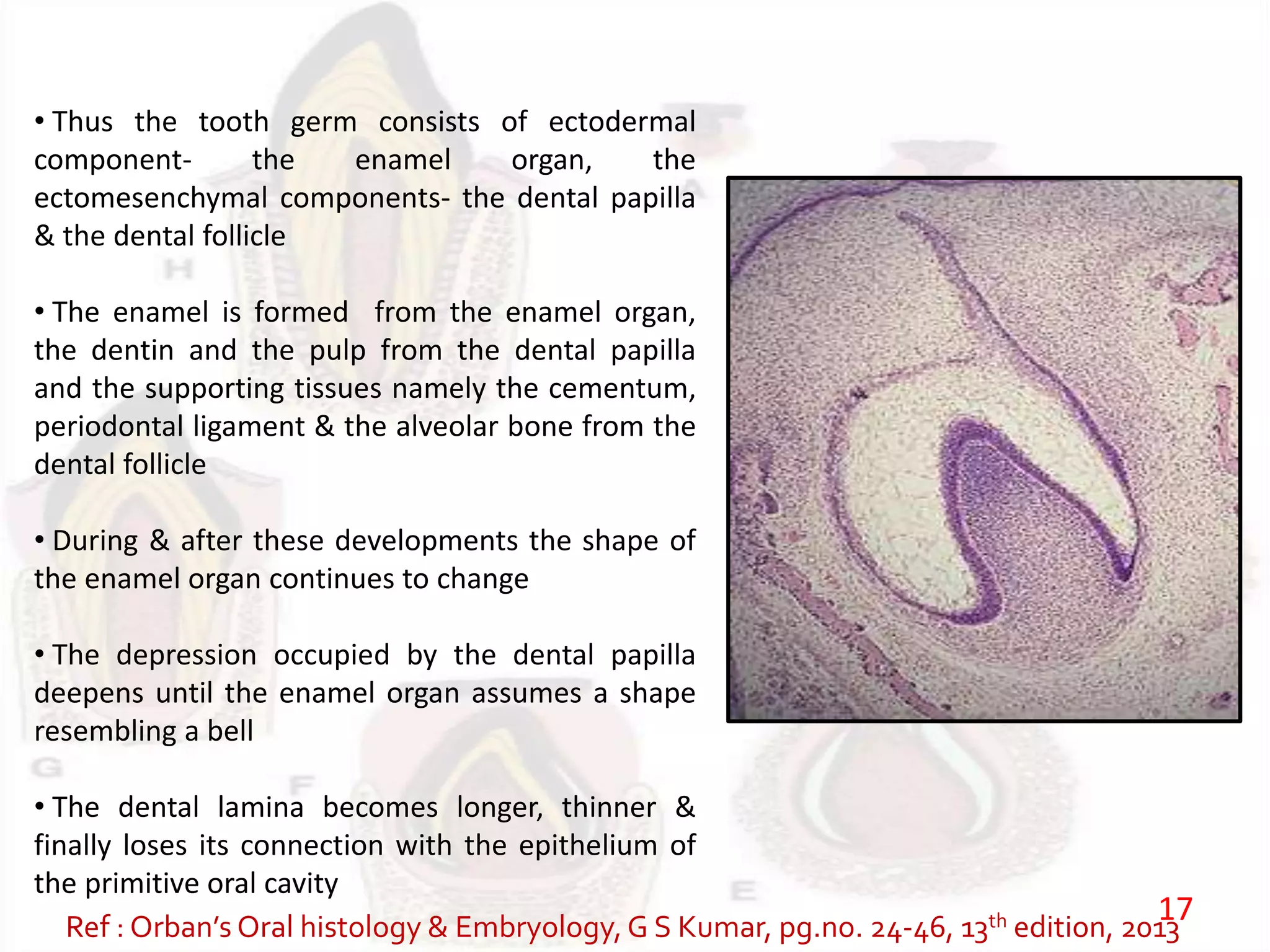 3. tooth development | PPTX