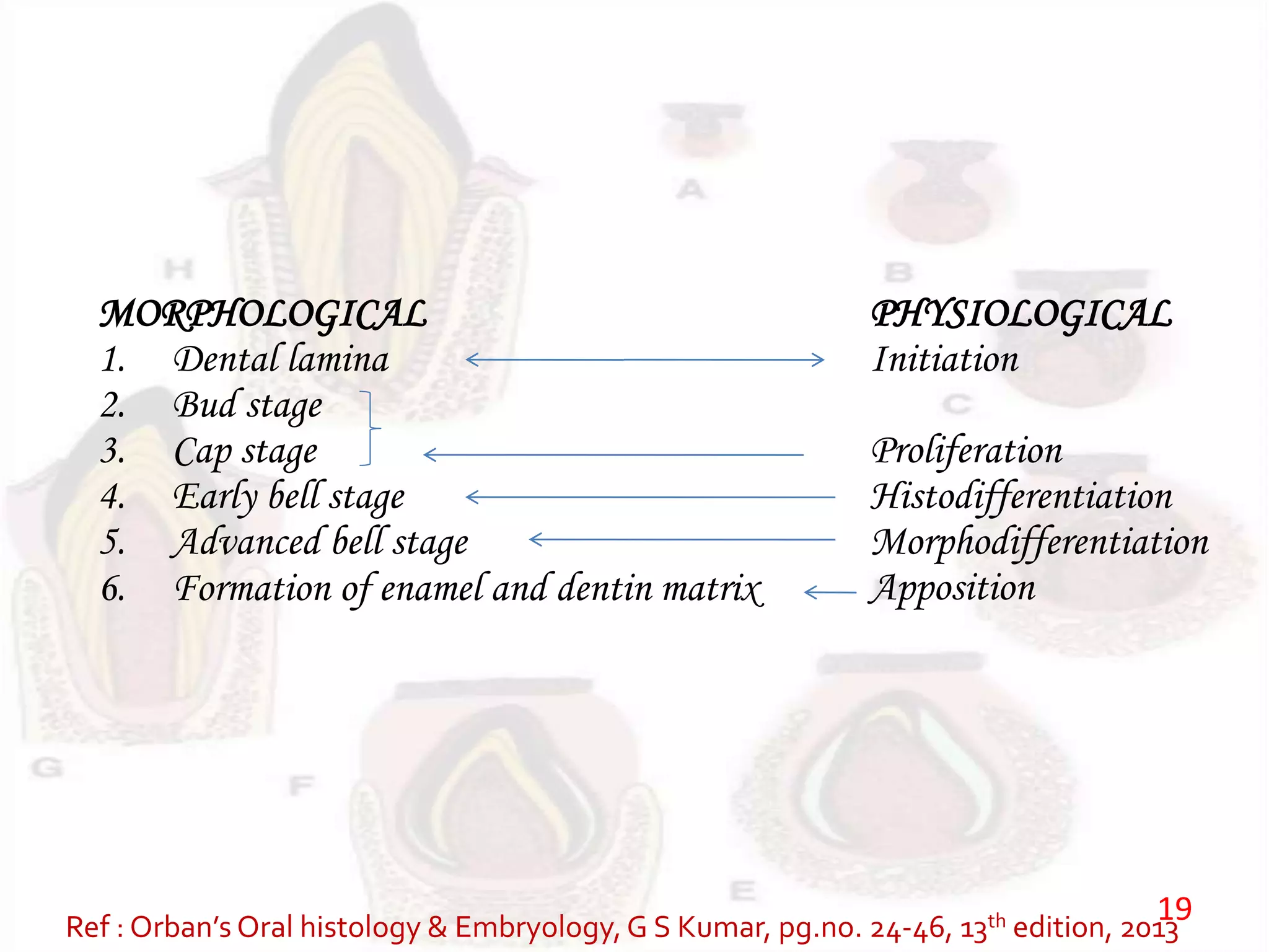 3. tooth development | PPTX