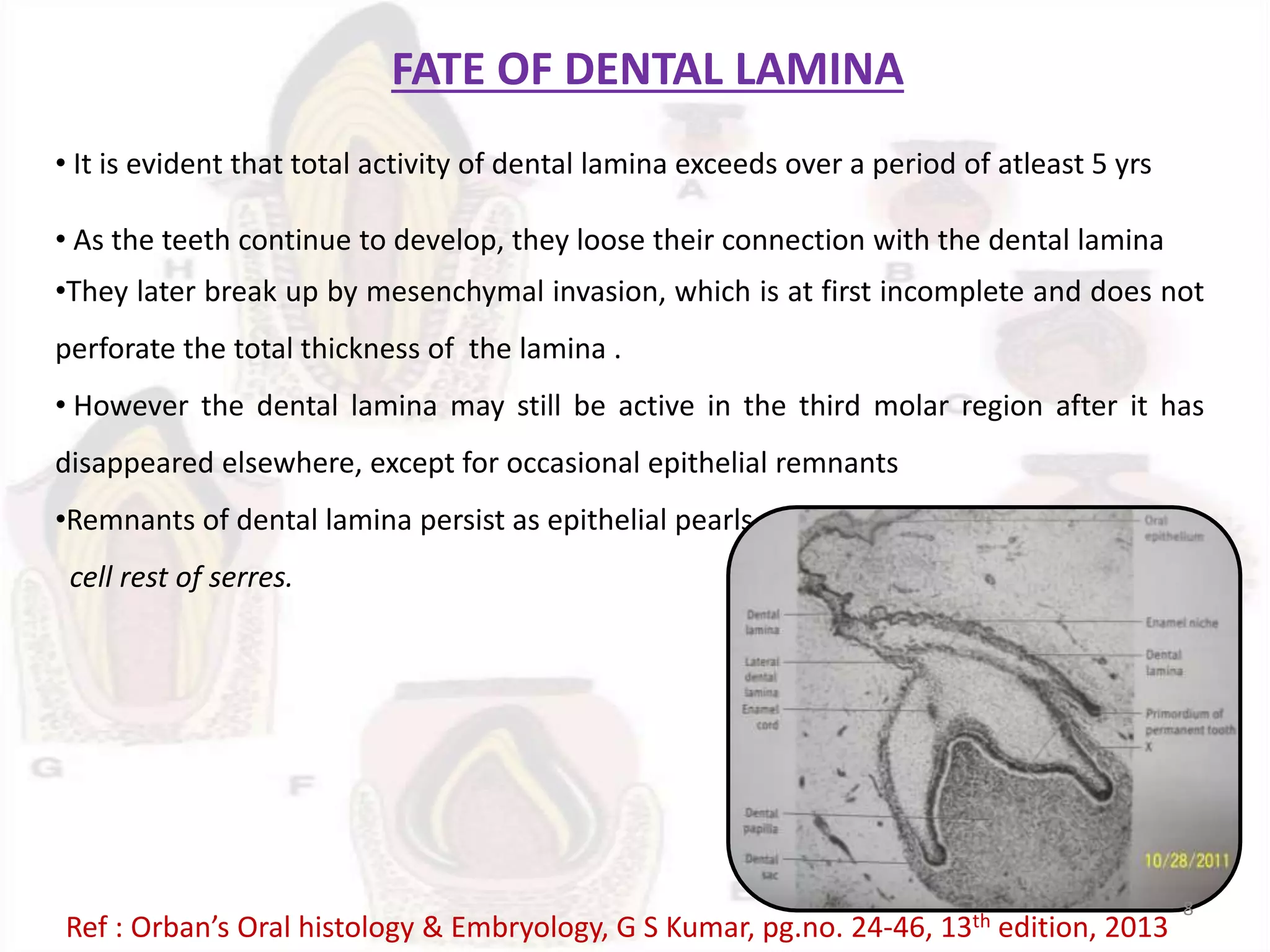 3. tooth development | PPTX
