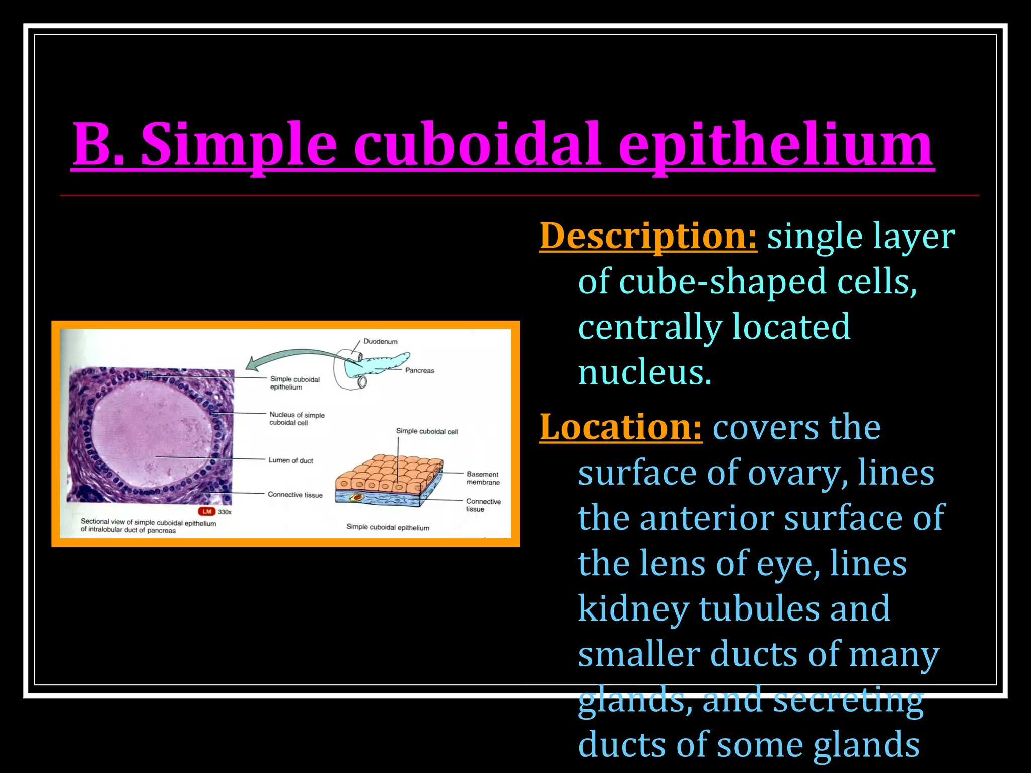 TISSUE AND GLANDS BASIC | PPT
