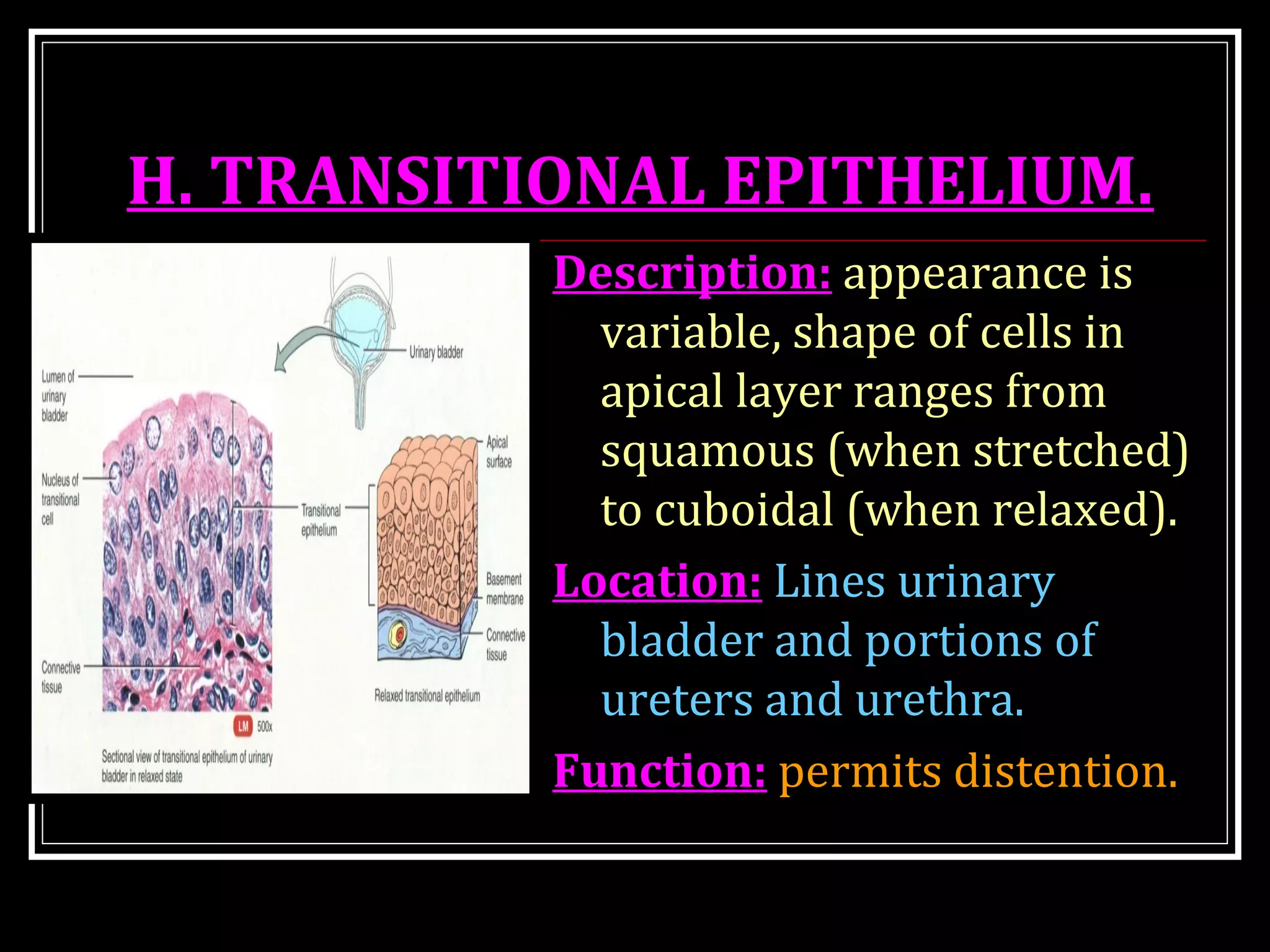 TISSUE AND GLANDS BASIC | PPT