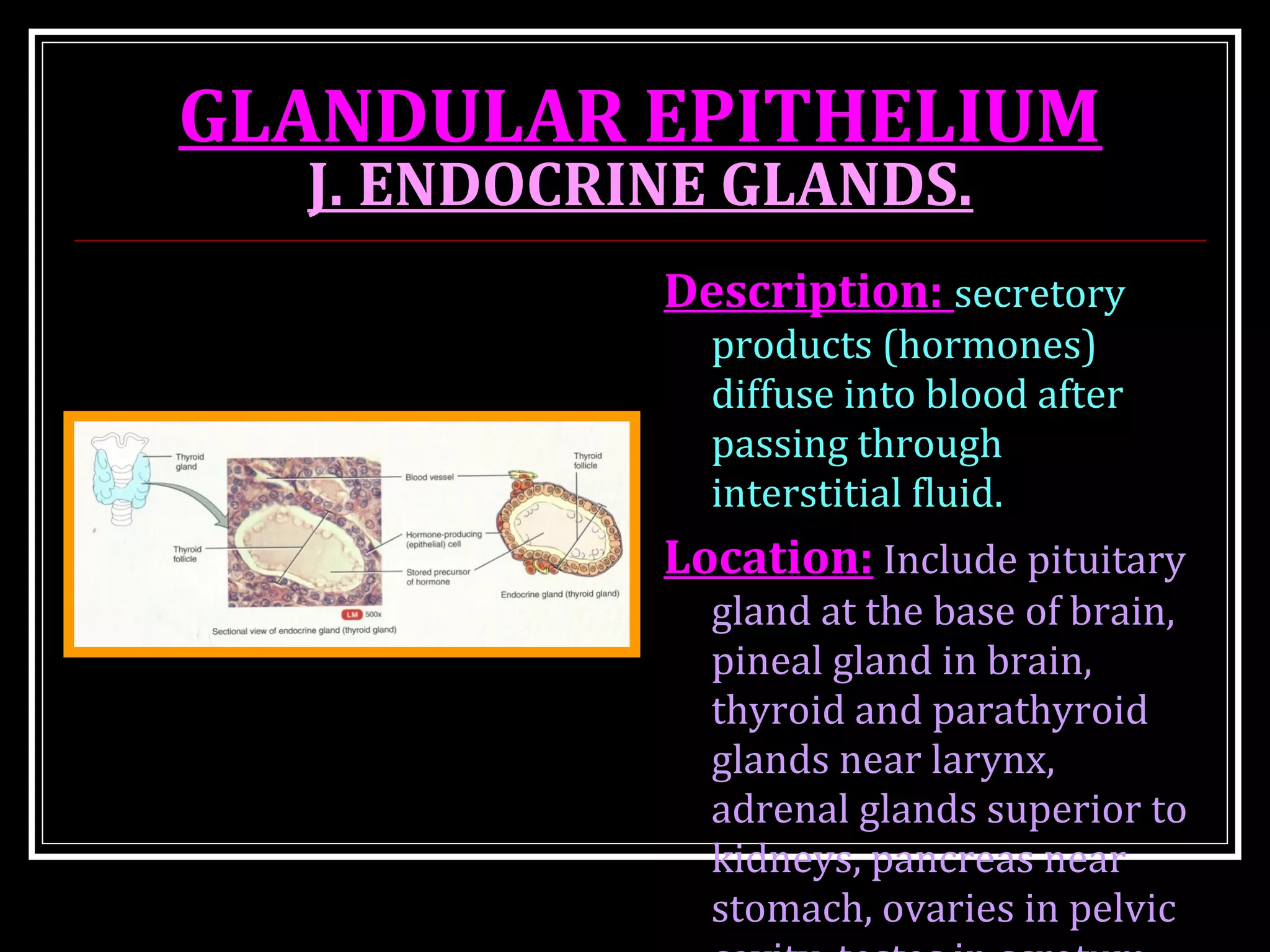 TISSUE AND GLANDS BASIC | PPT