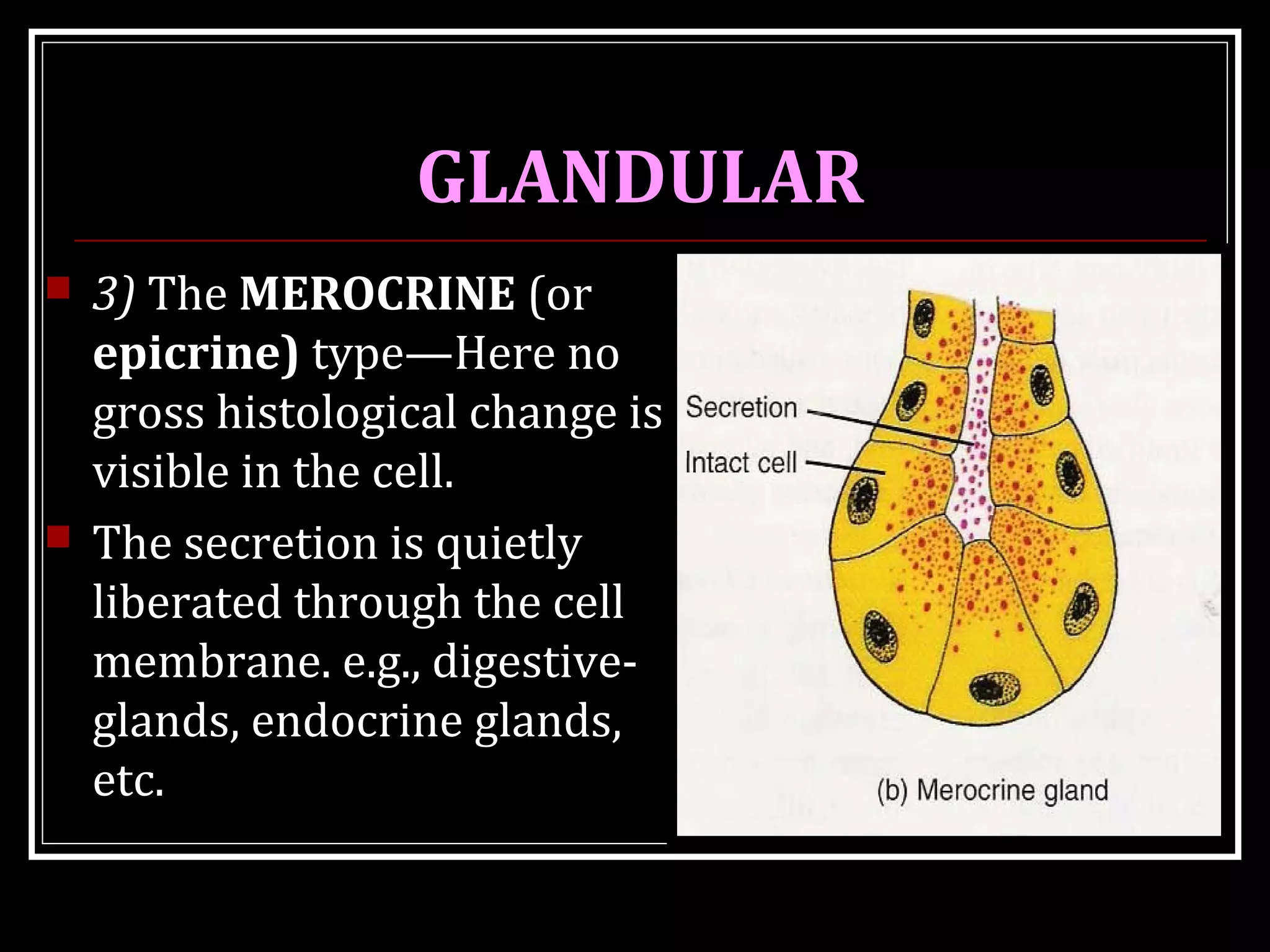 TISSUE AND GLANDS BASIC | PPT