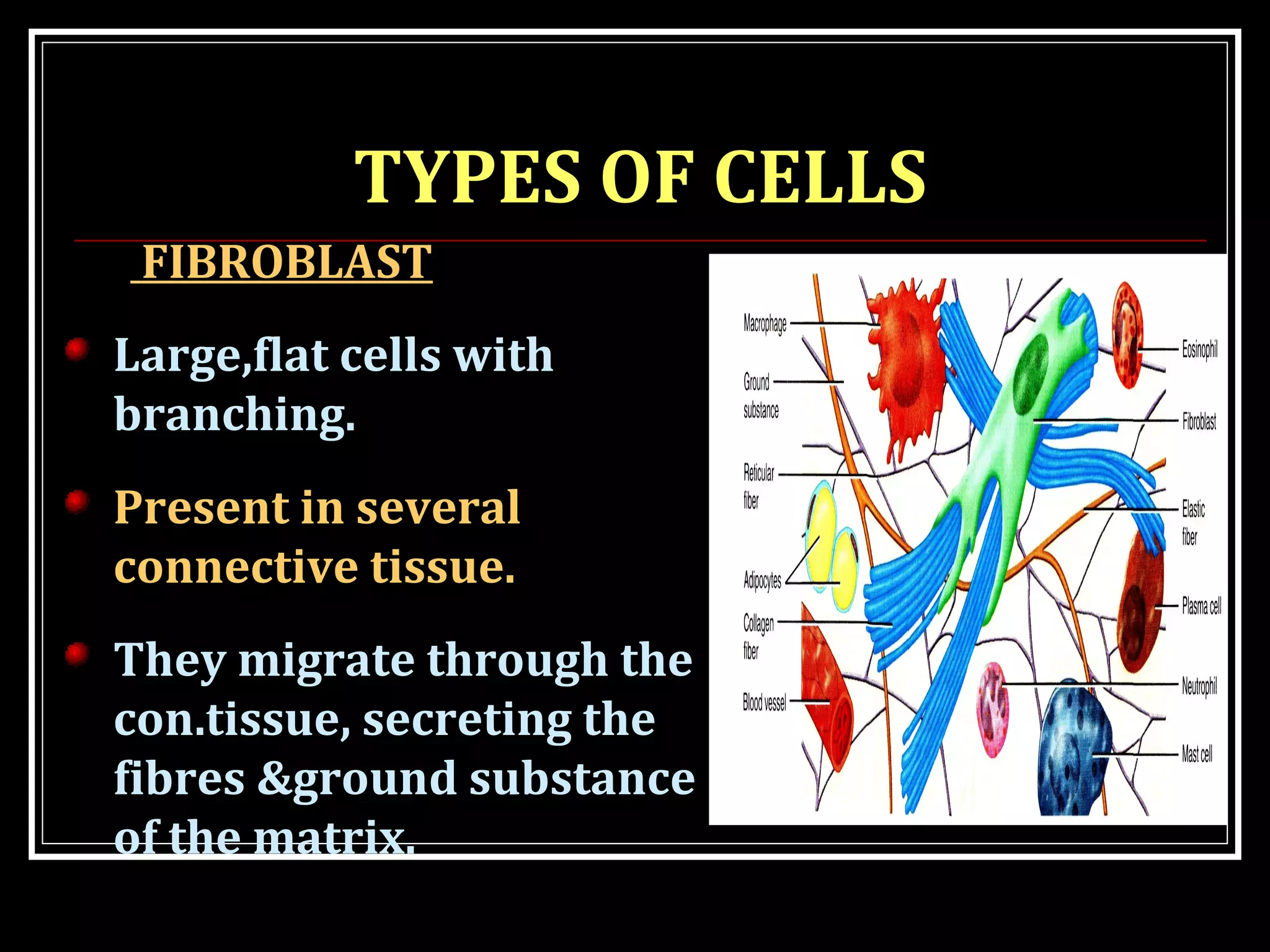 TISSUE AND GLANDS BASIC | PPT