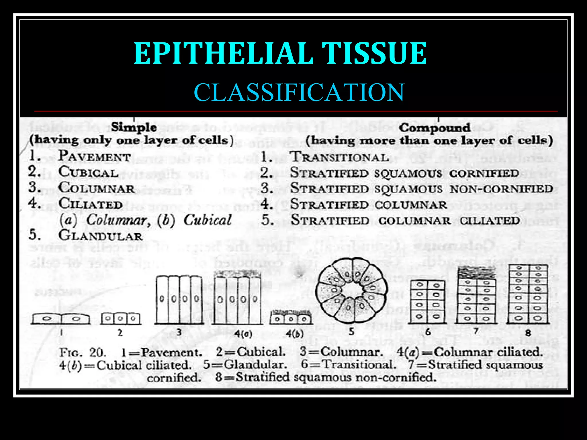 TISSUE AND GLANDS BASIC | PPT