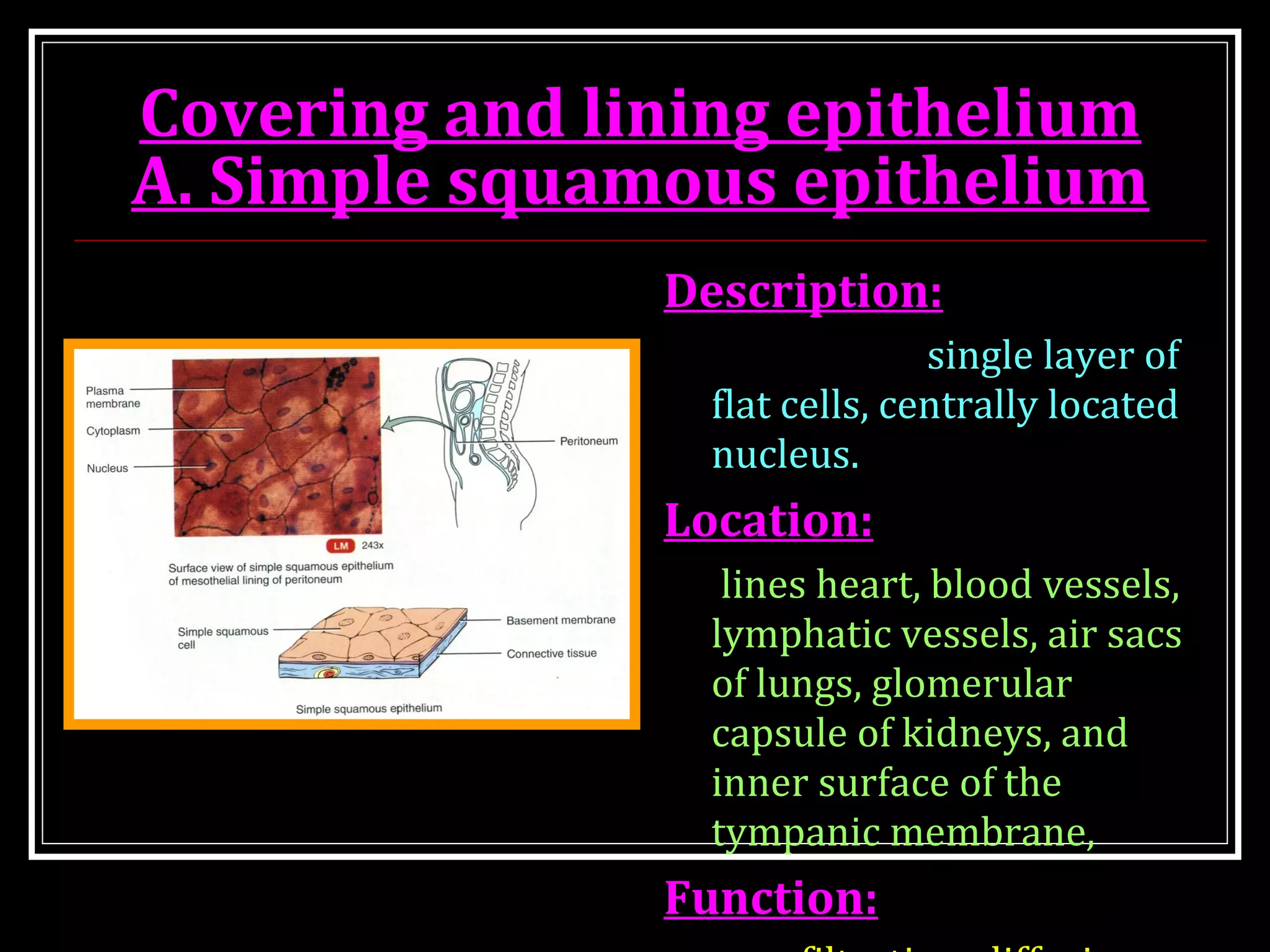 TISSUE AND GLANDS BASIC | PPT