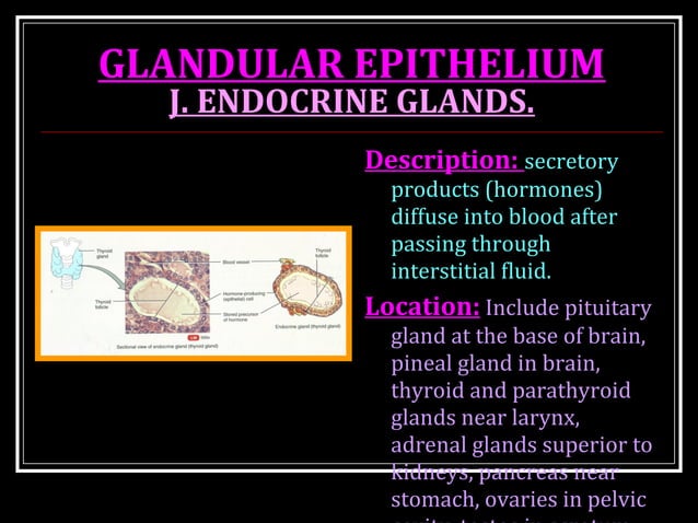 TISSUE AND GLANDS BASIC | PPT | Biological Sciences | Science