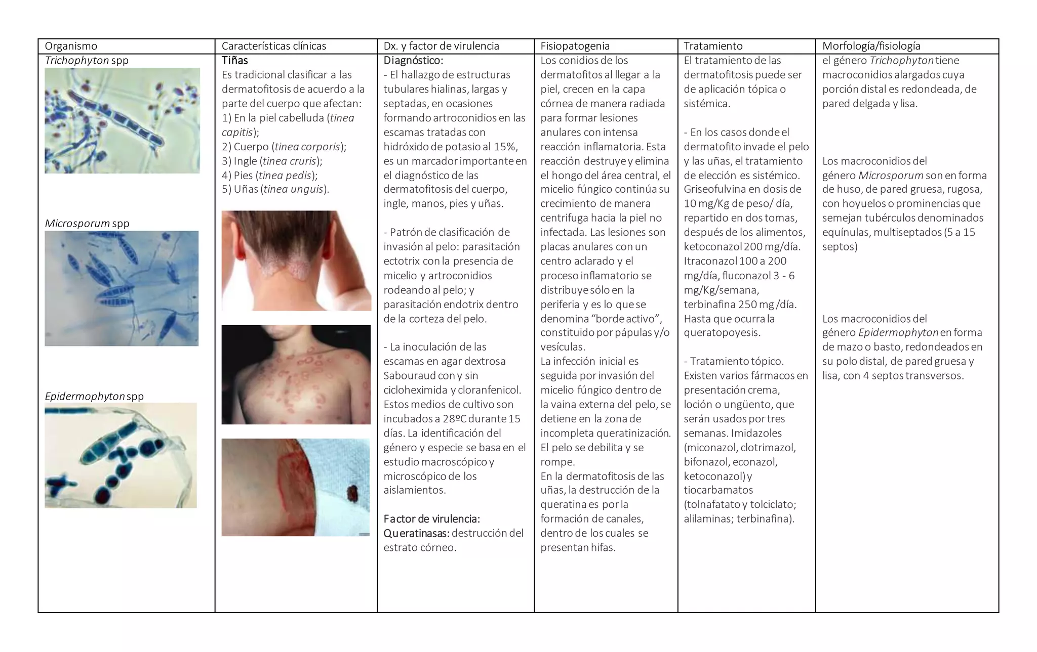 3. micro hongos | DOCX