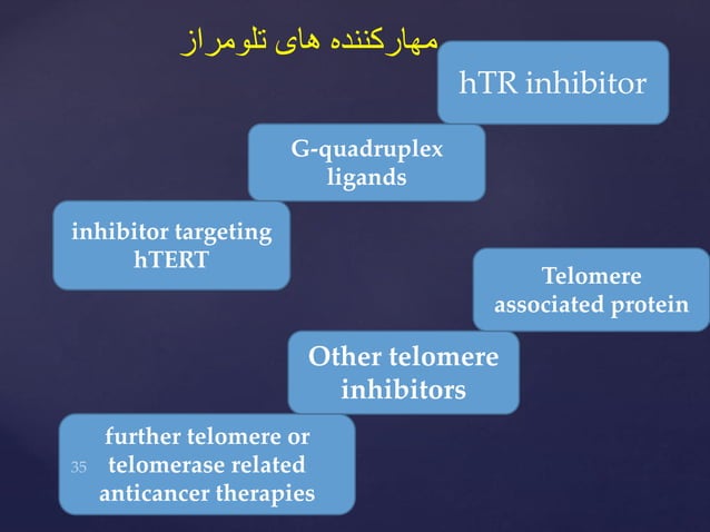 telomere structure and function | PPT