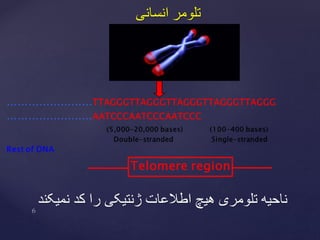telomere structure and function | PPT